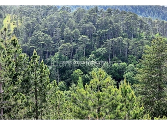 Zlatibor,Vodice, Izuzetan plac 11,43 ara, Preporuka