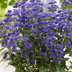 Kariopteris - Caryopteris - zelenolisni