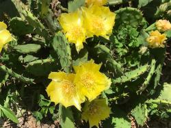 OPUNTIA compressa- ZIMOOTPORNI kaktus