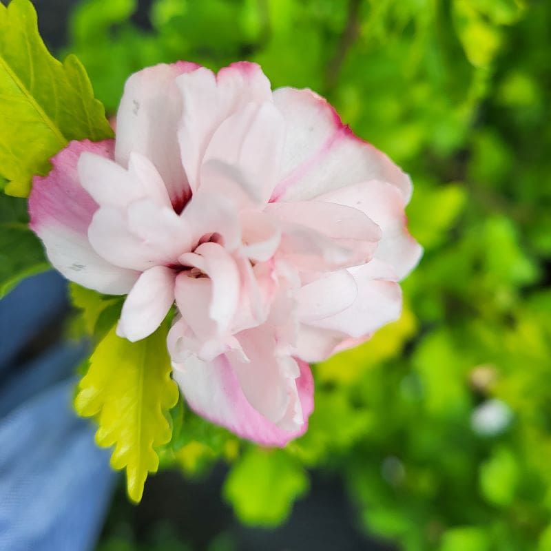 Hibiskus Rumena mlada