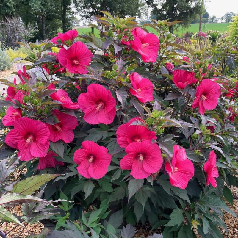 Hibiskus Strast