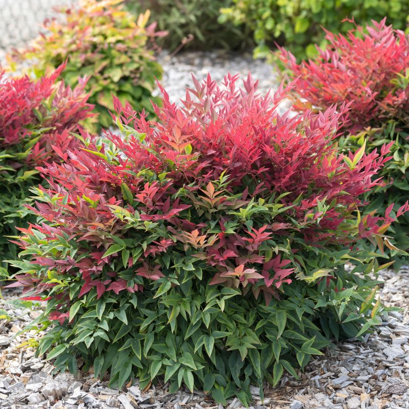 Nandina