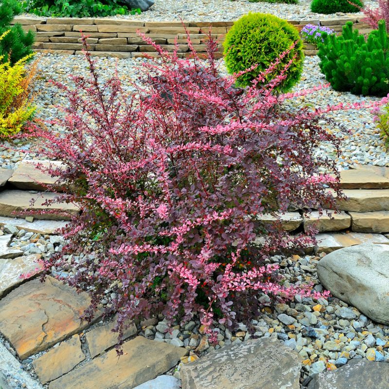 Berberis Strela crvene dame