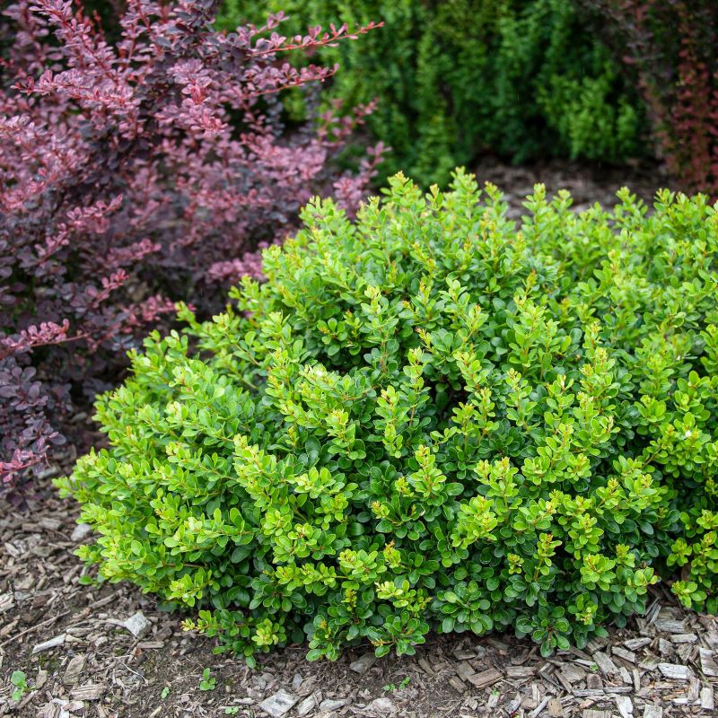 Berberis zeleni