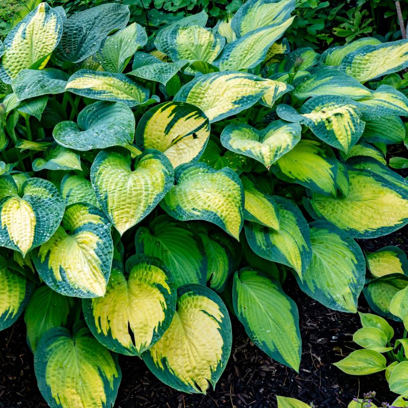 Hosta Glory