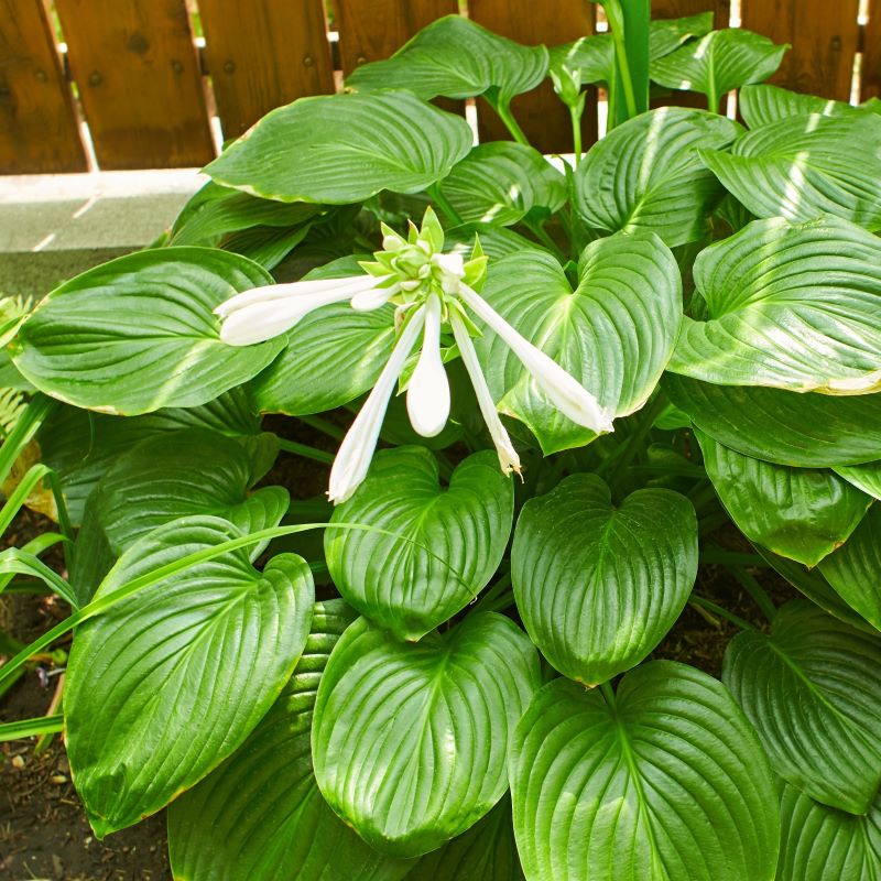 Hosta Avgust