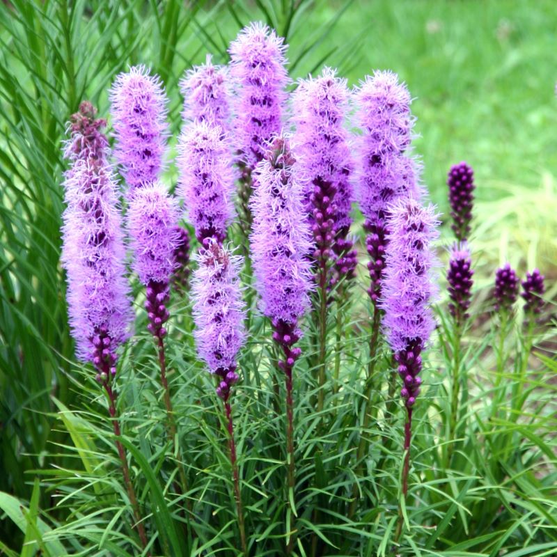 Liatris Kobold