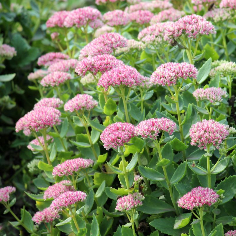 Sedum Jesenja radost