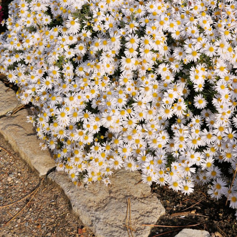 Žbunasti aster