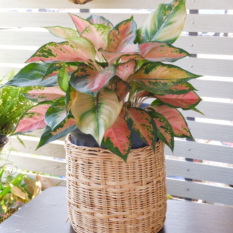 Anglaonema