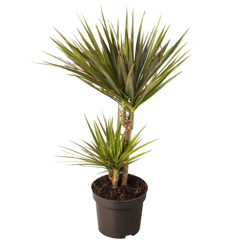 Dracena