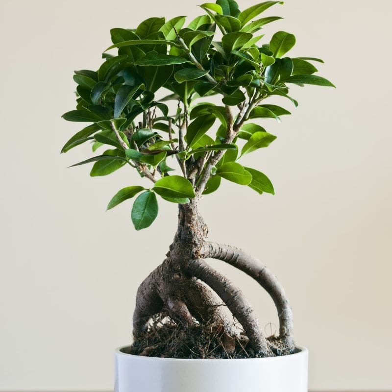 Fikus bonsai Ginseng