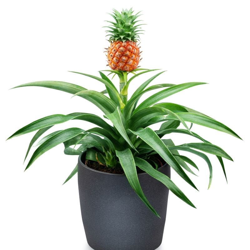 Ananas