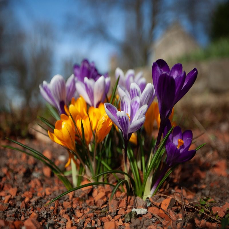 Krokus krupnocvetni miks