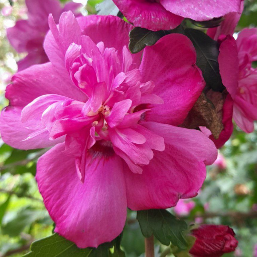 Hibiskus baštenski Dupli roze