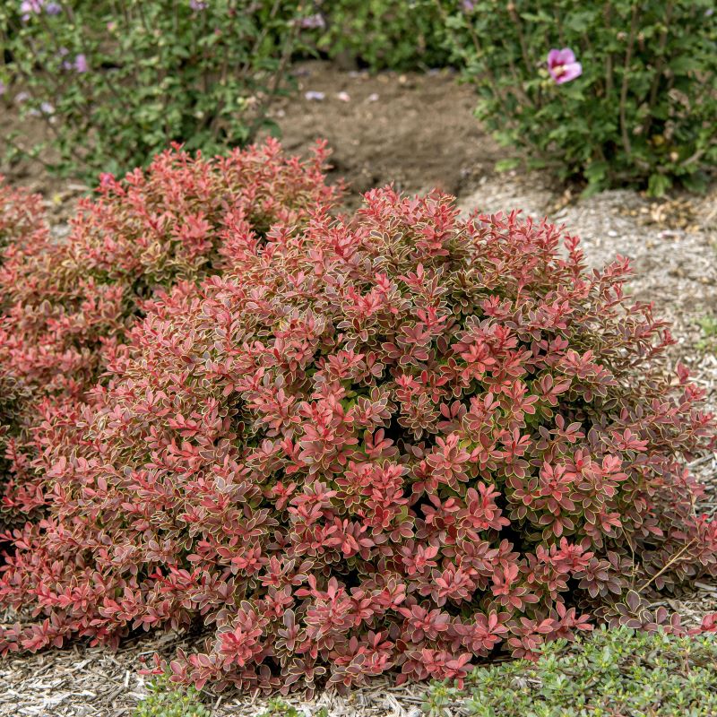 Berberis Divota