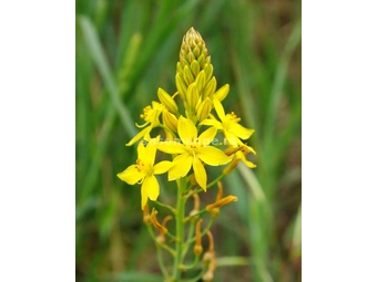 Žuta Bulbina - Bulbine frutescens 'Yellow'