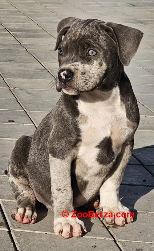 American bully xl