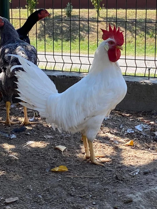 Leghorn petlovi