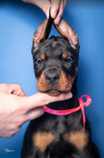 Doberman VRHUNSKI štenci Srbija