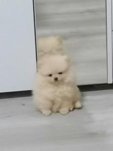 Pomeranski spic