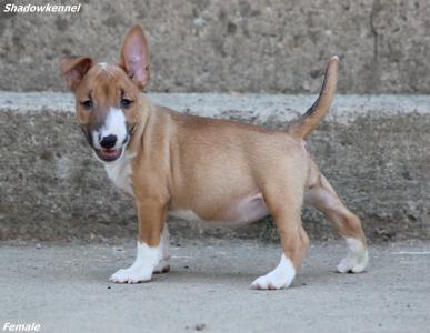 Mini Bull Terijer prelepi štenci