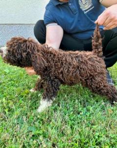 Lagotto Romagnolo, dostupni štenci