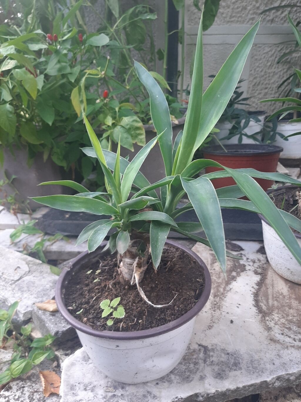 Malo drvo života Drvo života na stanju 3 kom Cena je za jedan komad