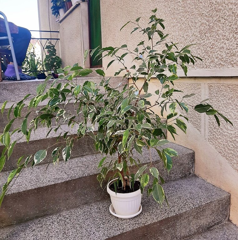 Fikus Bendžamin šareni 106 cm Bendžamin (ficus benjamin) je