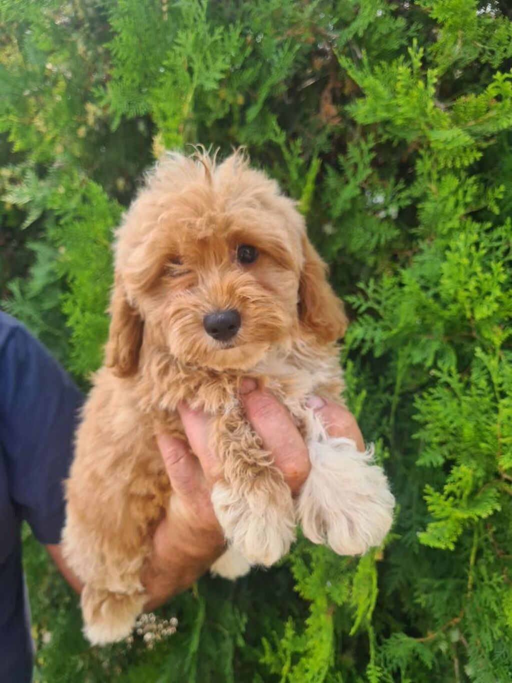 Maltipoo štenci U ponudi preslatki maltipoo stenci oba pola starosti