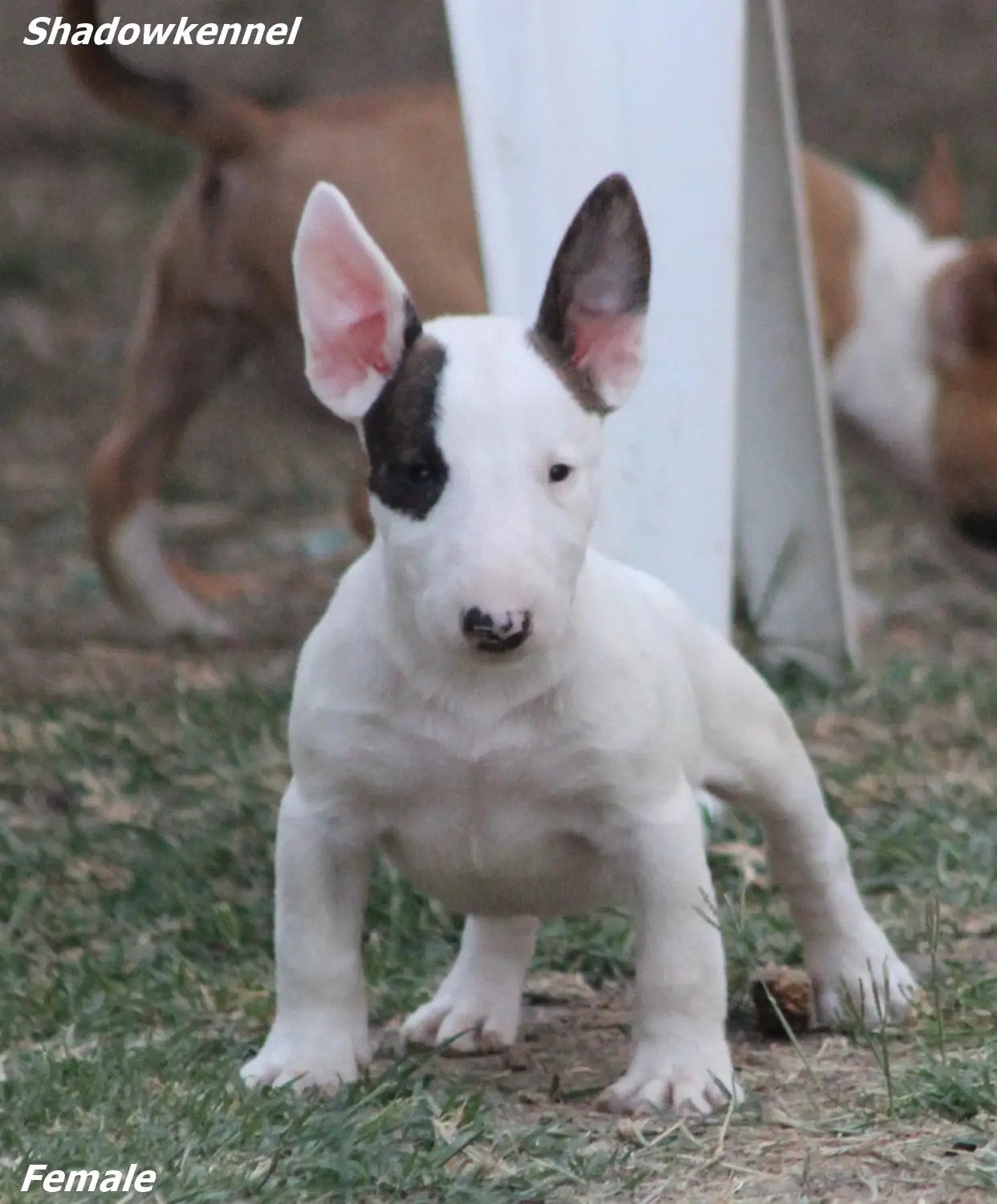 Mini Bull Terijer prelepi štenci