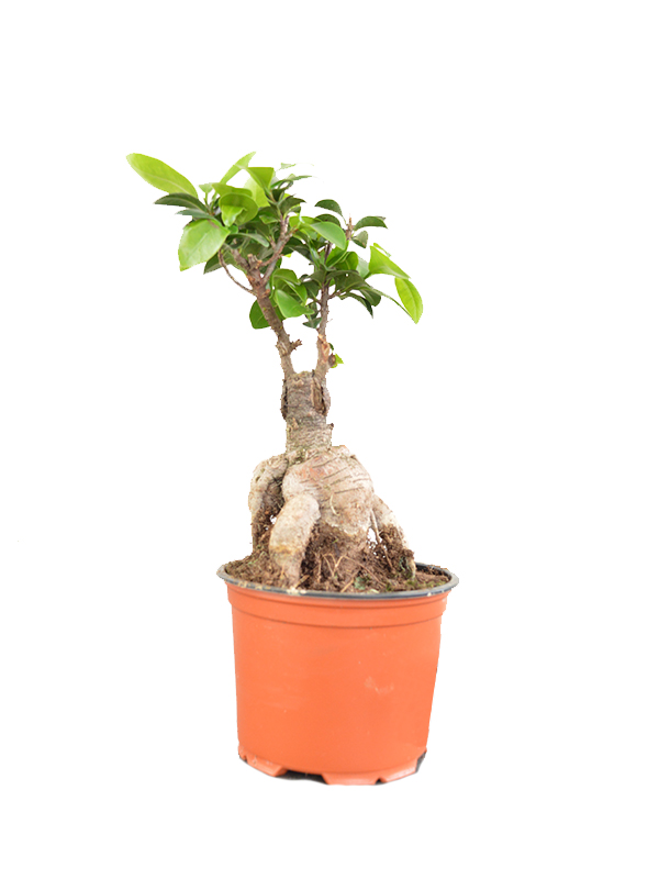 Fikus bonsai