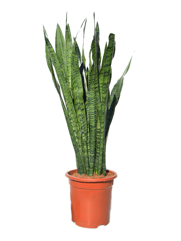 Sanseveria Laurentii