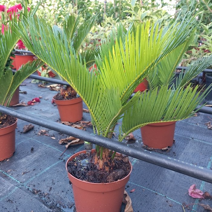 Cikas Palma 40 cm
Cikas palma – Sago palma – Cycas revoluta