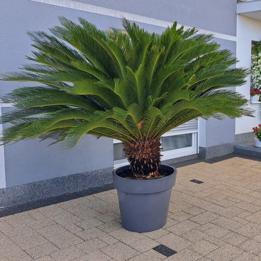 Cikas Palma
Cikas palma – Sago palma – Cycas revoluta