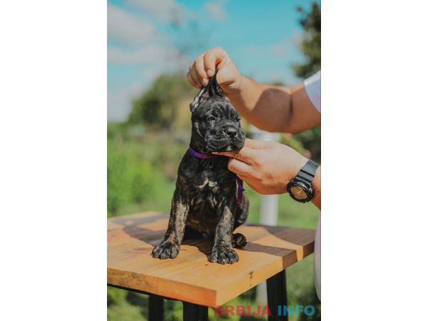 Cane Corso vrhunski štenci