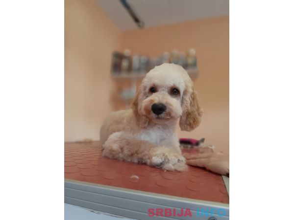 Odgojili smo 3 prelepa dudla