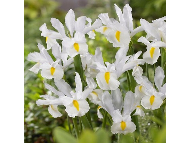 Iris Hollandica White van Vliet 4 lukovice