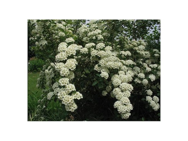 Suručica - Spiraea vanhouttei