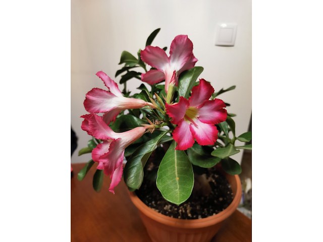 Adenium,pustinjska ruza