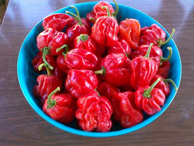 Habanero - sveža paprika