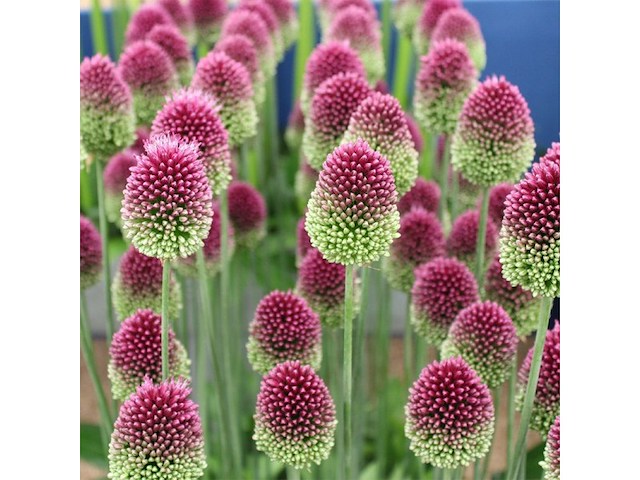 UKRASNI LUK (ALLIUM SPHAEROCEPHALON) - 5 LUKOVICA