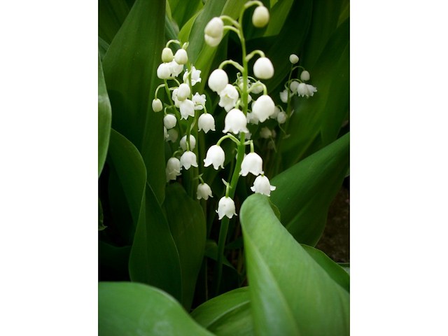 DJURDJEVAK Convallaria majalis