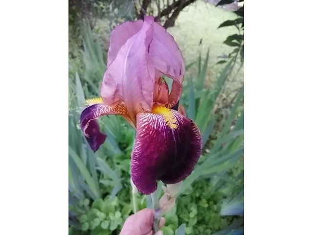 Perunika – Iris