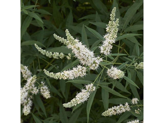 Konopljika, divlji biber (Vitex alba) 3.god