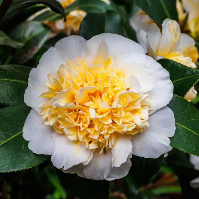 Camellia japonica 'Brushfield's Yellow' • C4 L • 40/60 cm