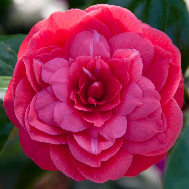 Camellia japonica Princess Baciocchi