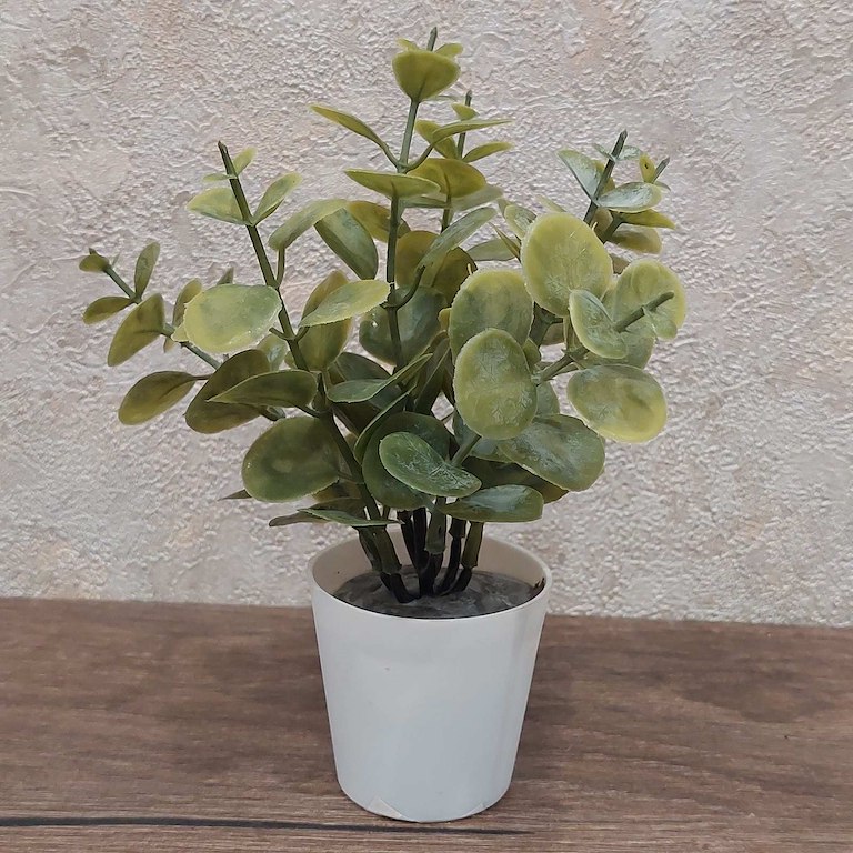 Cvet u saksiji - SUCCULENT 0038-38A - N38