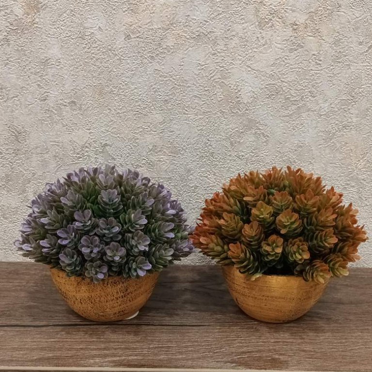 Cvet u saksiji - SUCCULENT HX0461 - N38