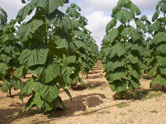 Paulownia Shan Tong (5000 semenki)